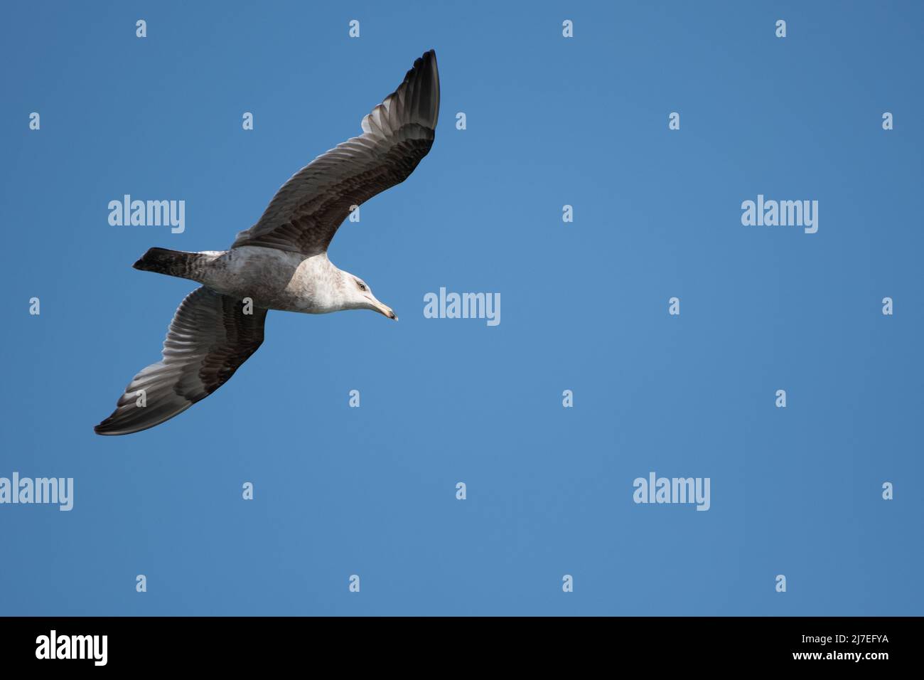 Sea Gull Flying Overhead Stock Photo - Alamy