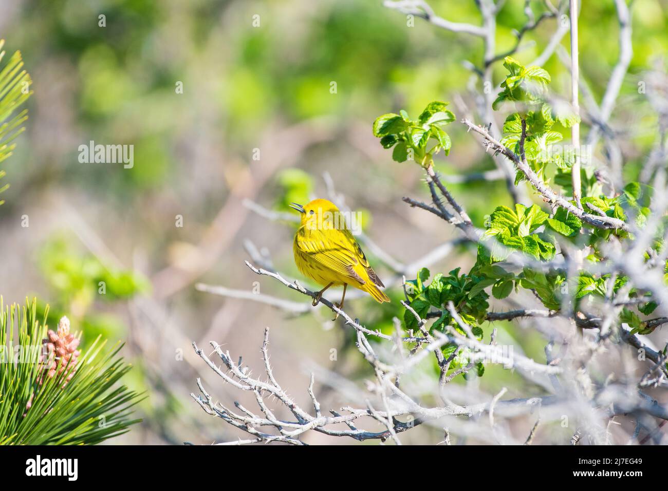 Yellow Warbler Singing Stock Photo - Alamy