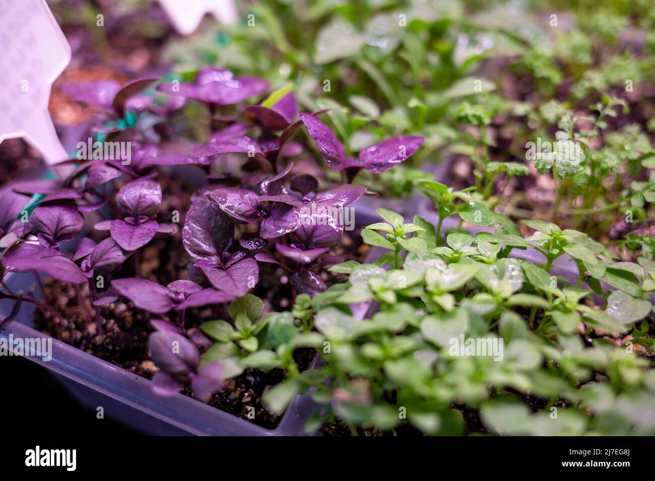 Growing plants under lamps, ultraviolet phytolamp, with drops of water ...