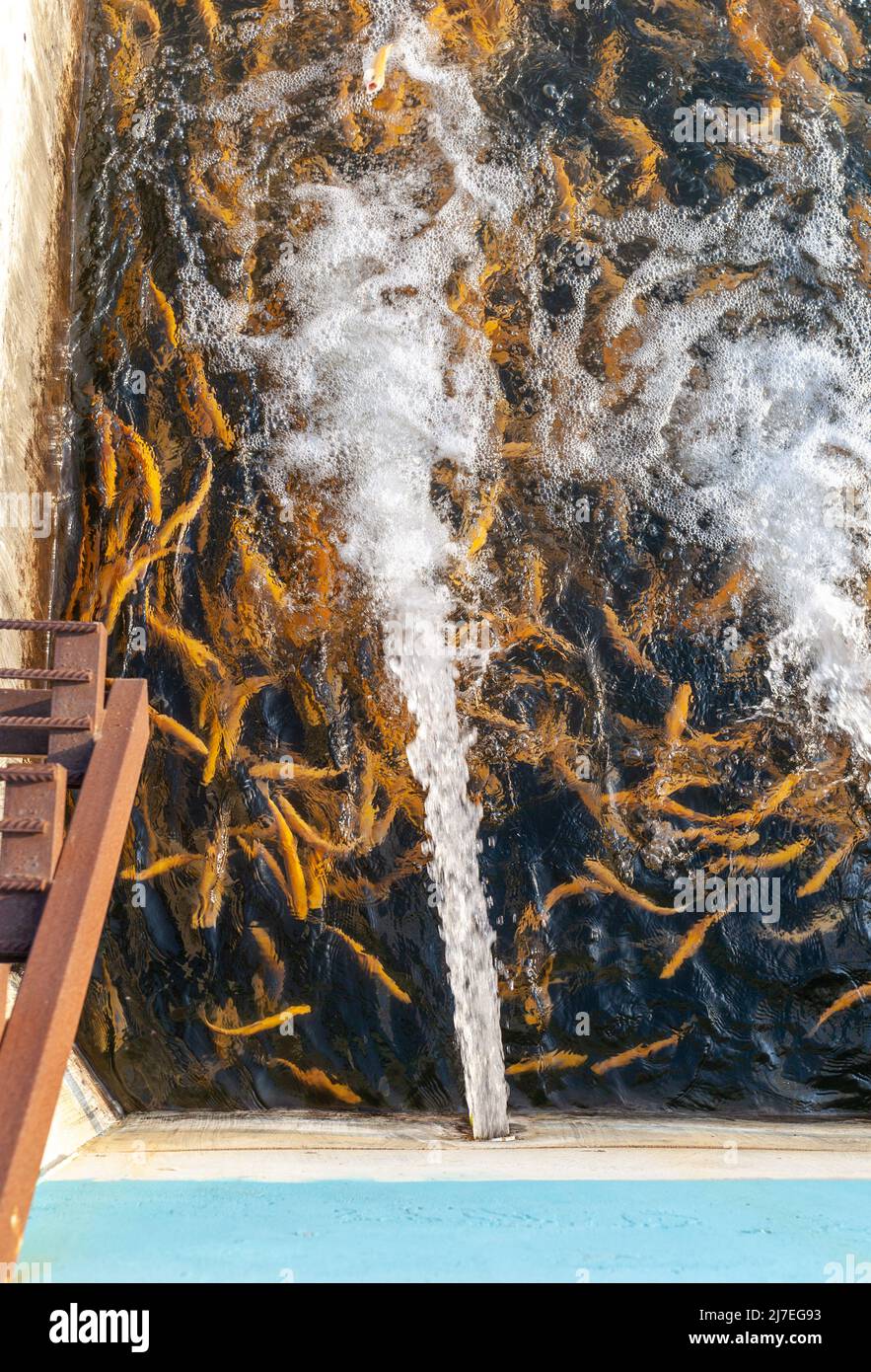Cultivation of golden trout and other fish in concrete pools. Trout ...