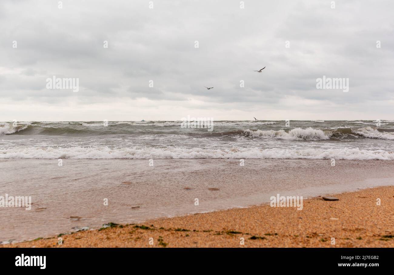 Huge waves raging in the sea and seagulls in the spray of waves. Storm ...