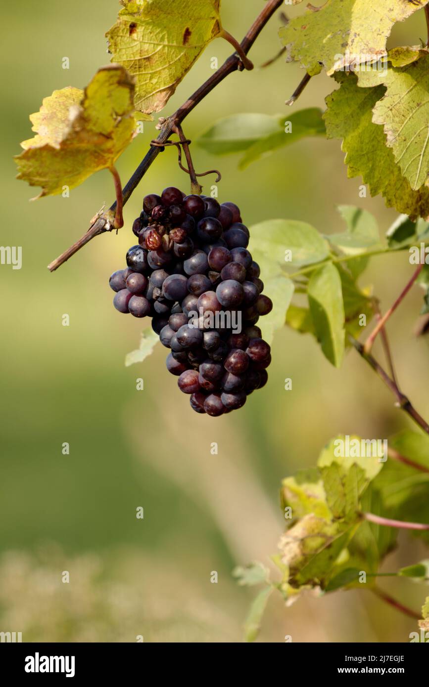 Red grapes hanging in a vineyard - vertical Stock Photo - Alamy