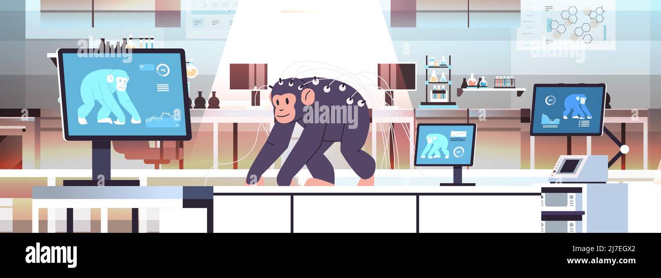 experimental monkey in modern veterinary clinic or lab analyzing health ...