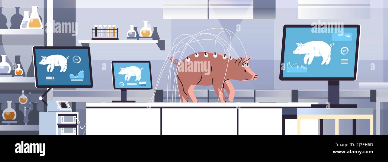 Pig experimental animal Stock Vector Images - Alamy