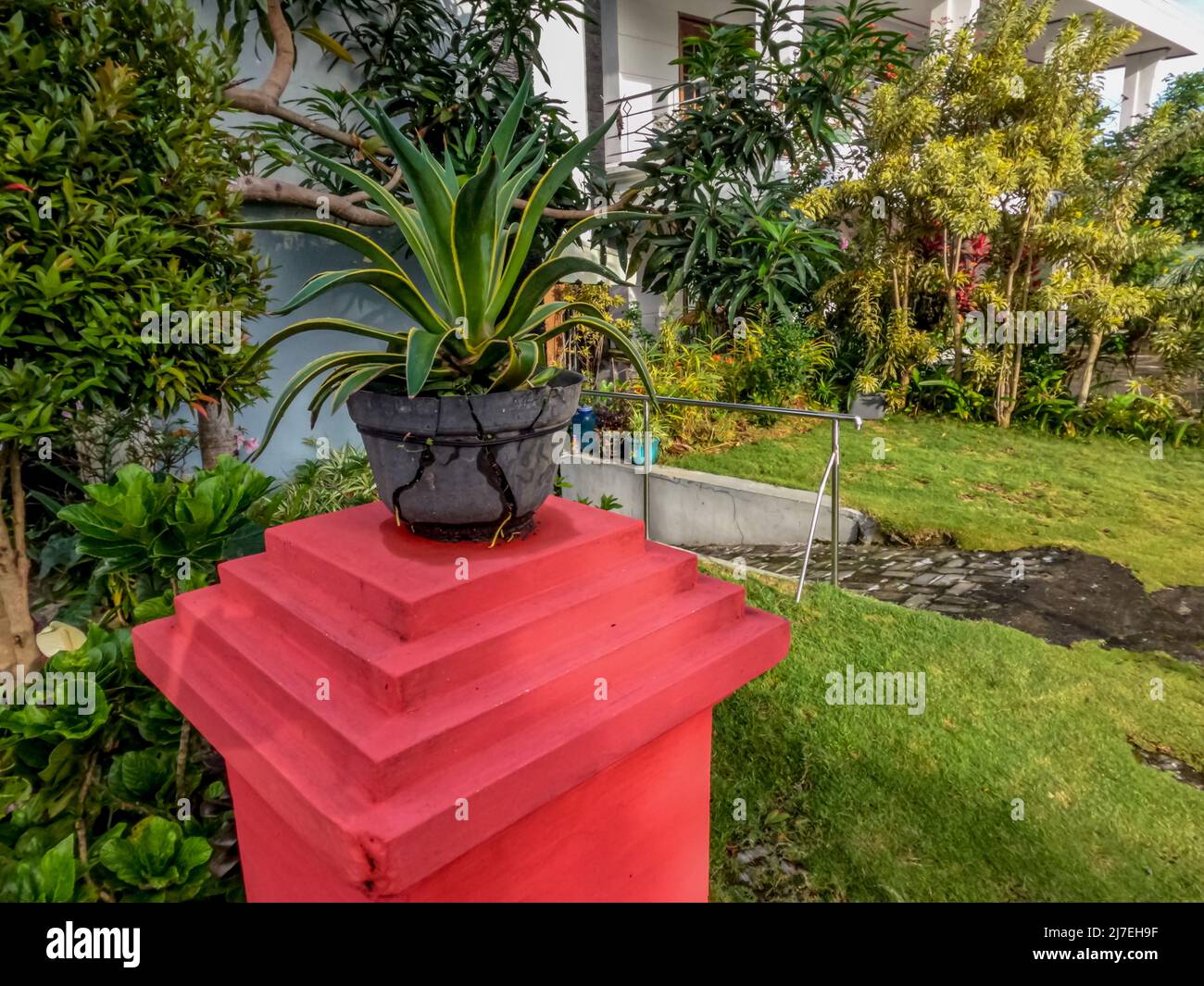 Elephant trunk plant that is planted in a pot, is used to decorate the ...