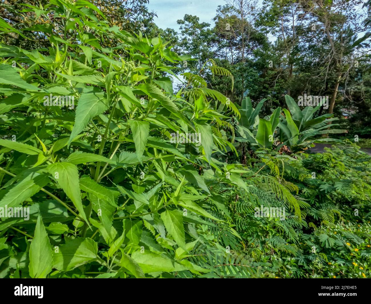 Fall Boneset plant that grows wild on the roadside, has green serrated ...