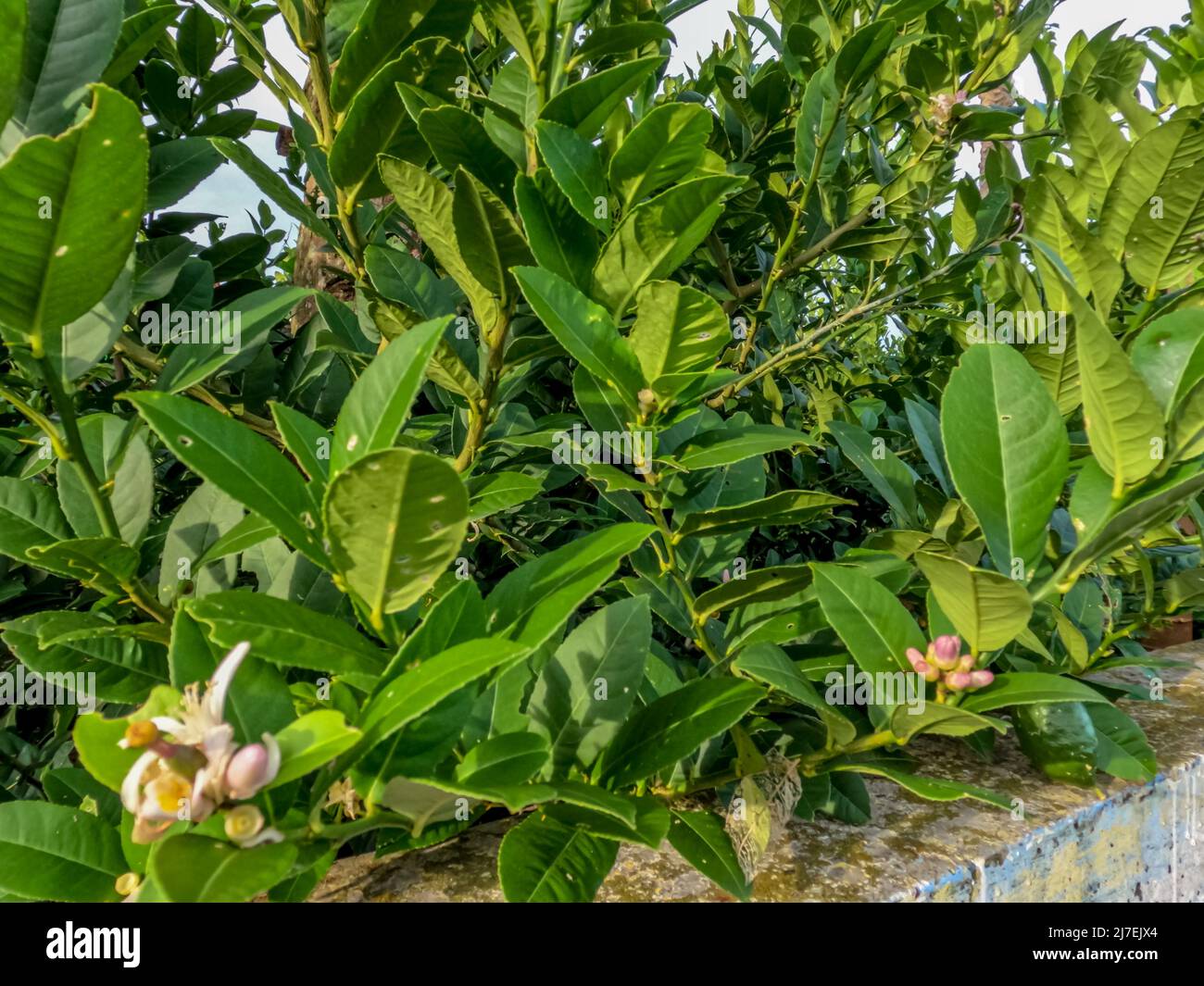 Plant with jagged leaves hi-res stock photography and images - Alamy