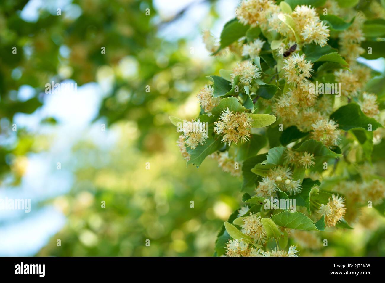 A bumblebee extracts pollen from a linden tree. A big bee collecting ...