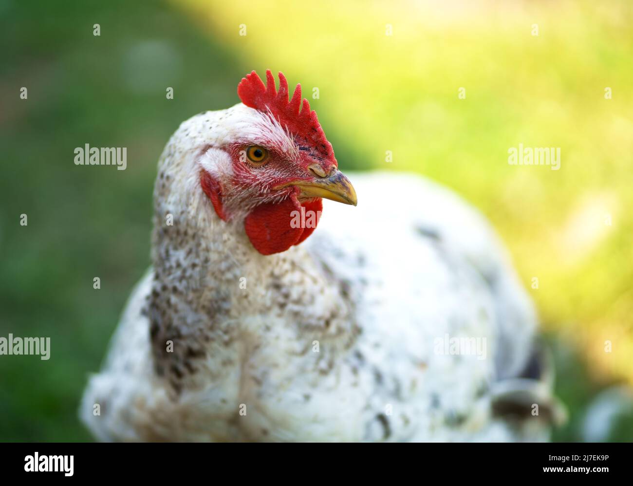 a chicken sunset. On a sunny day, chickens feed in a traditional ...