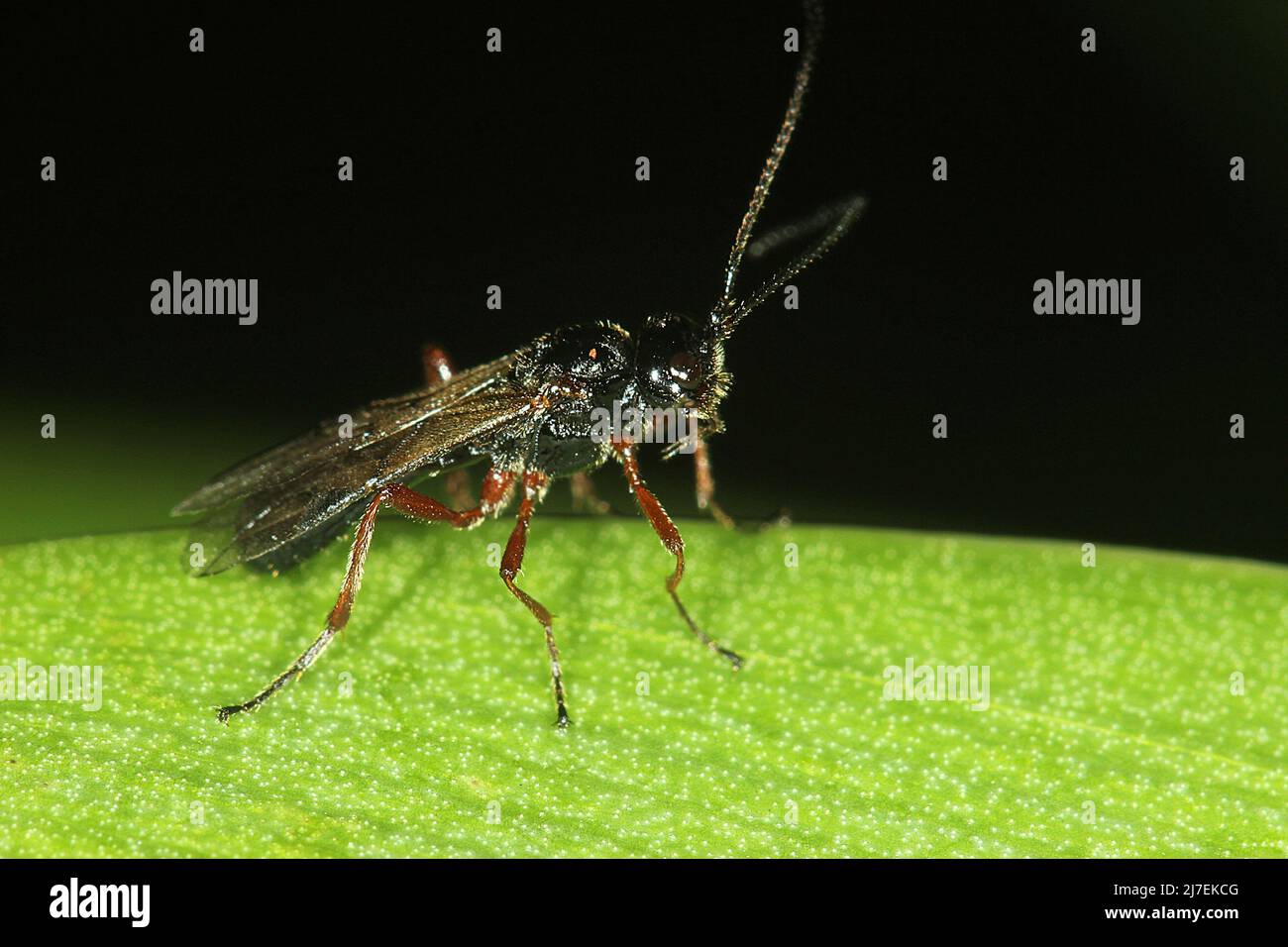 Manducator hi-res stock photography and images - Alamy