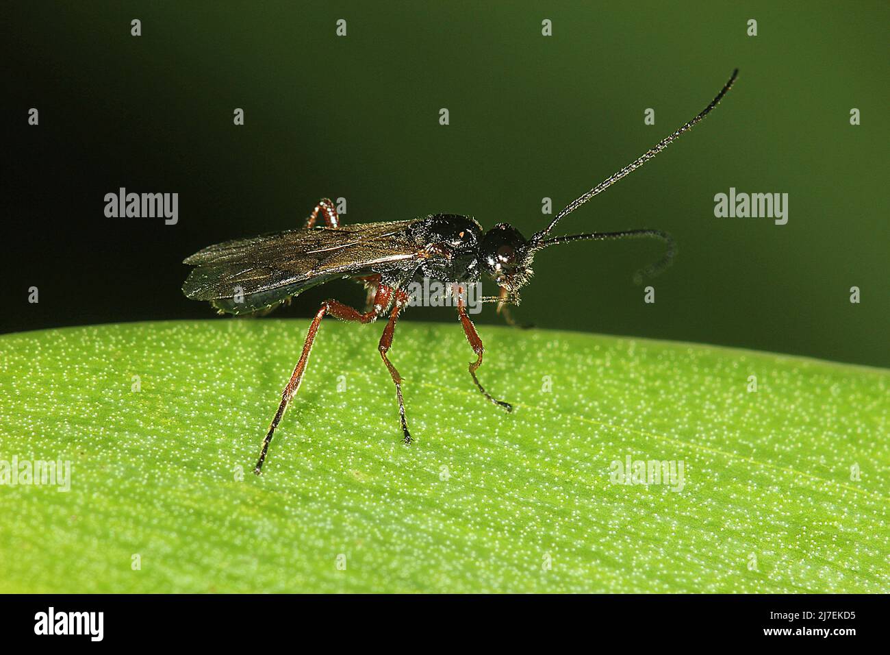 Parasitoid hi-res stock photography and images - Alamy