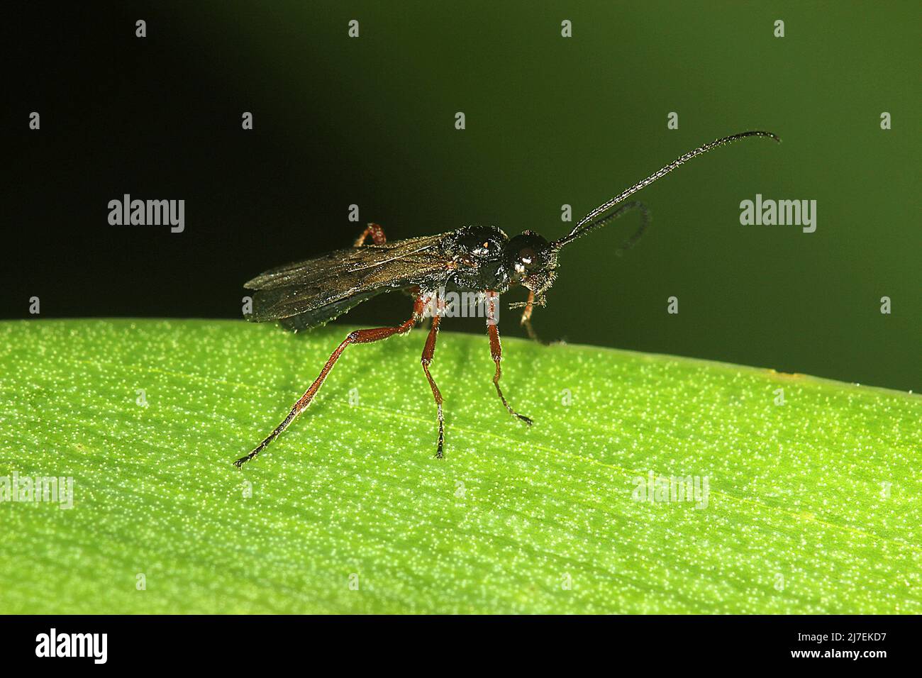 Parasitoid braconid wasp (Alysia manducator Stock Photo - Alamy