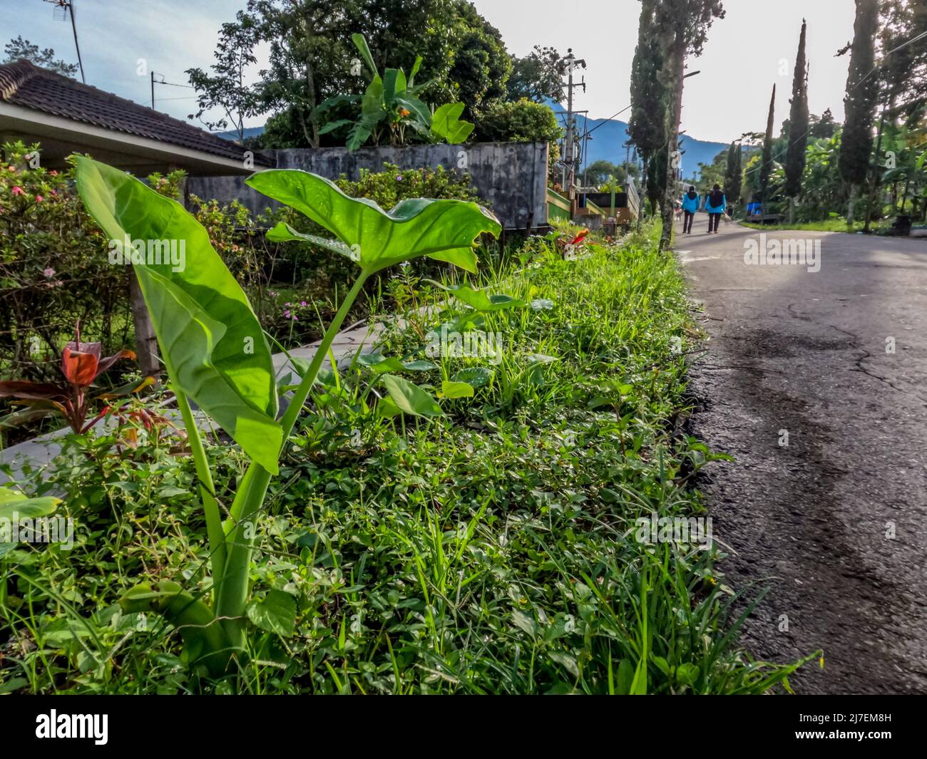 Taro plant hi-res stock photography and images - Alamy