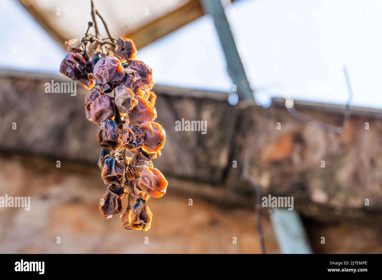 Withered dried grapes close-up at sunset close-up. Lost grape harvest ...