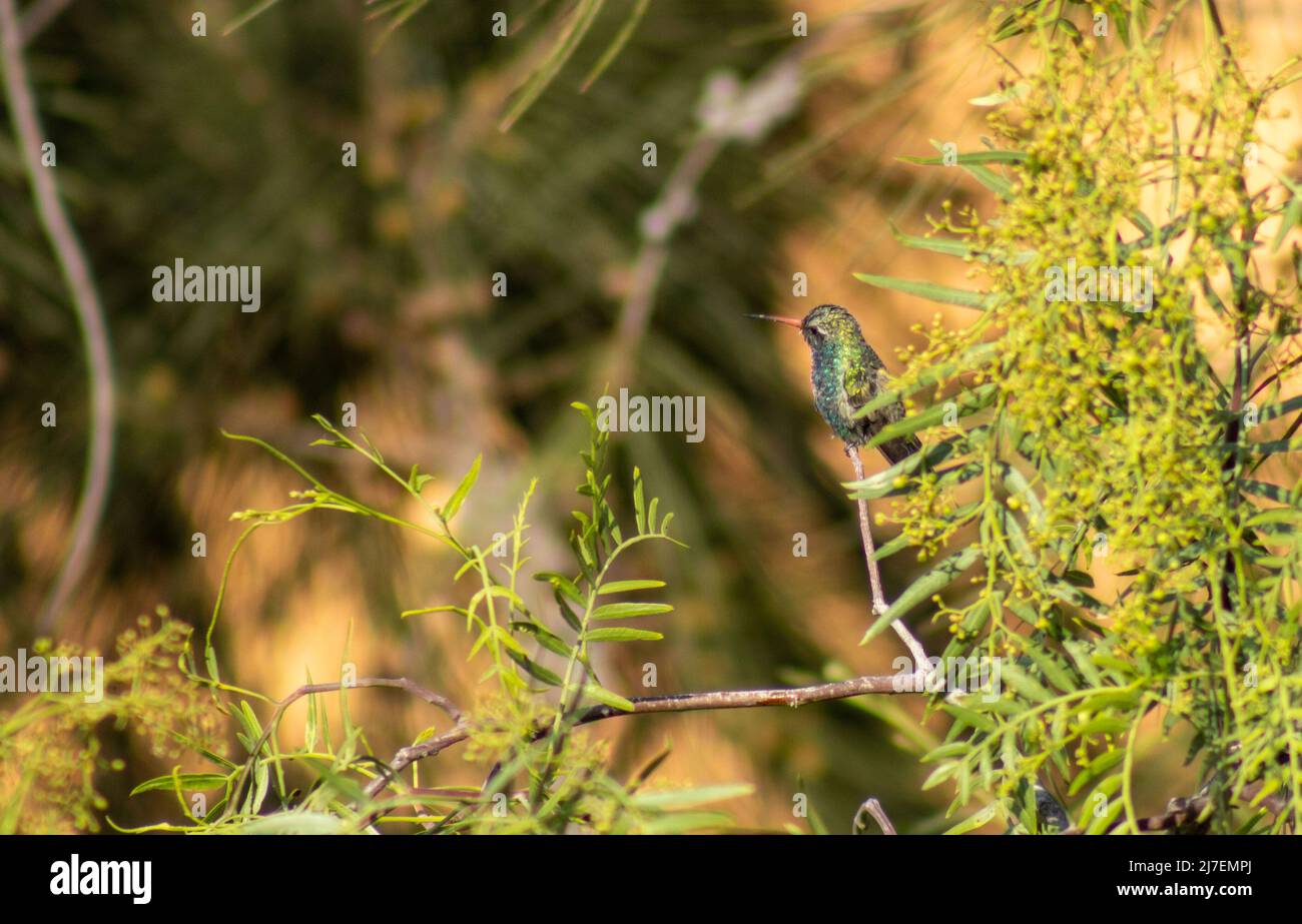 A cute Hummingbird posing Stock Photo - Alamy