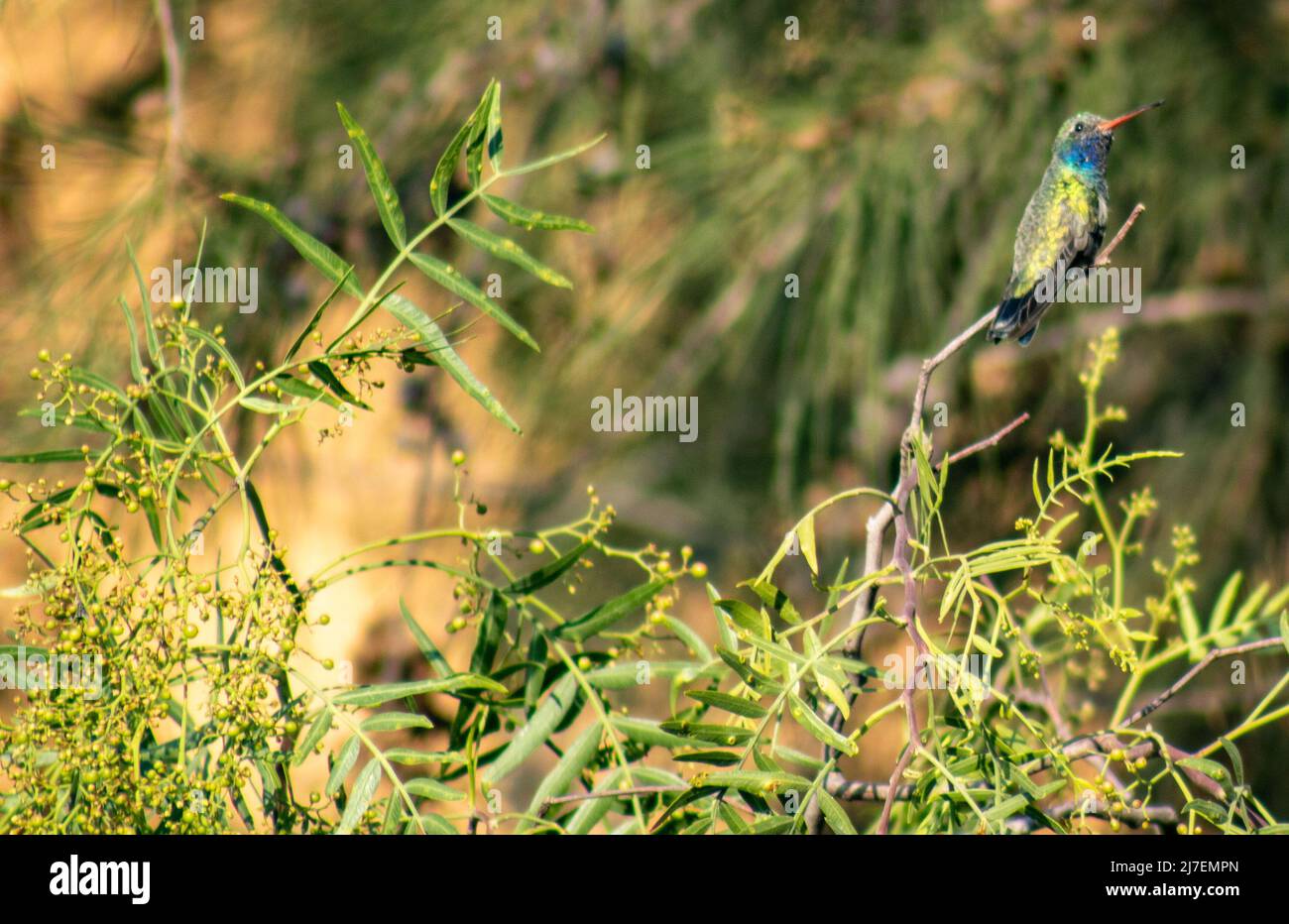 A cute Hummingbird posing Stock Photo - Alamy