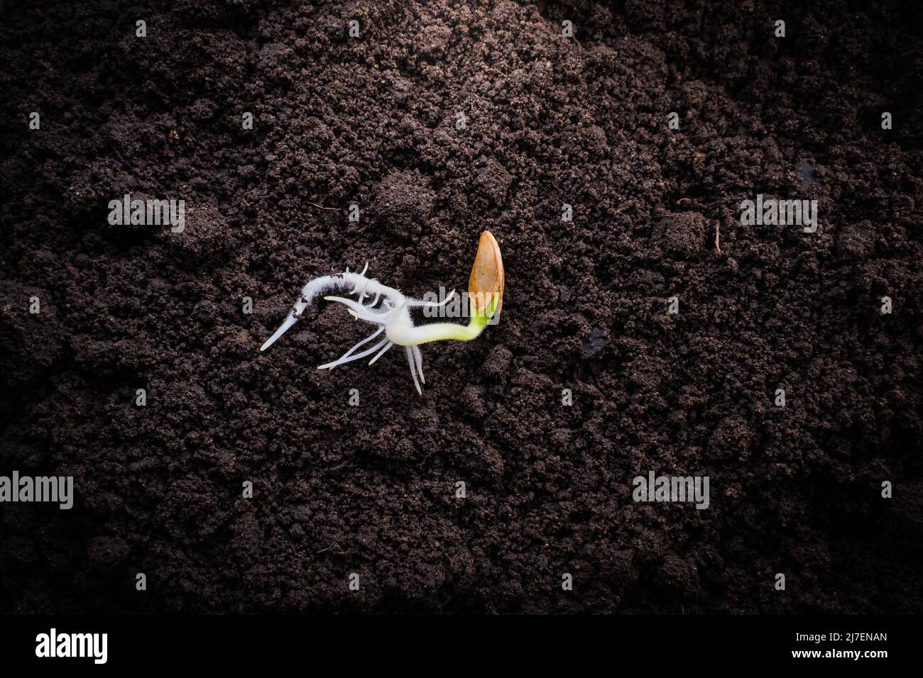 Sprouted zucchini seed close-up on the ground. Green seed sprout, lush ...