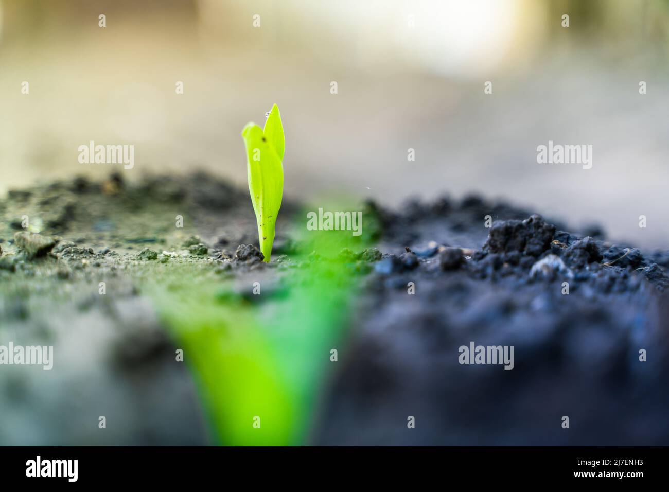 Young sprouts of corn in water drops in the vegetable garden close-up ...
