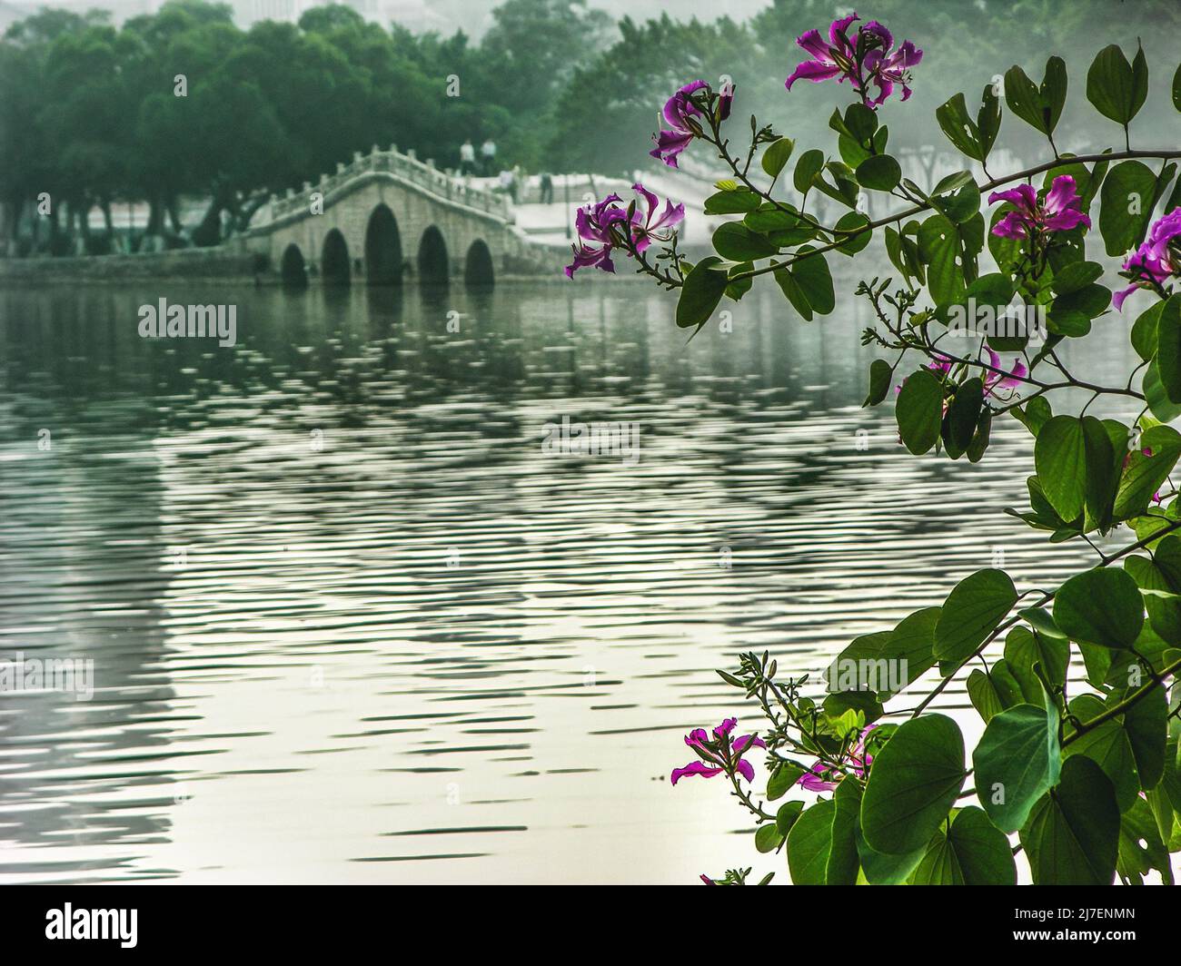 Hong Kong Orchid Tree in Chinese garden and bridge, Huizhou West Lake ...