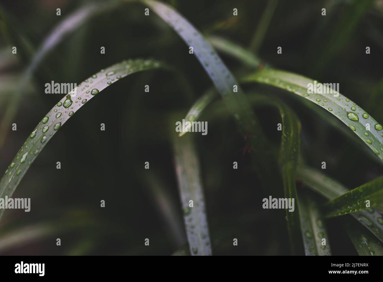 native Australian Dianella Tasmanica flax-lily plant covered in ...