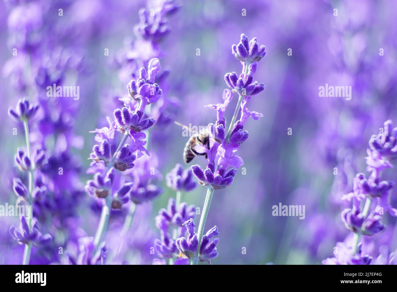 Lavender flower background with beautiful purple colors and bokeh lights. Blooming lavender in a ...