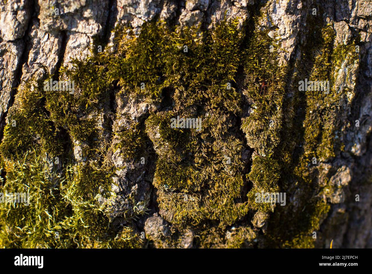 Moss parasite hi-res stock photography and images - Alamy