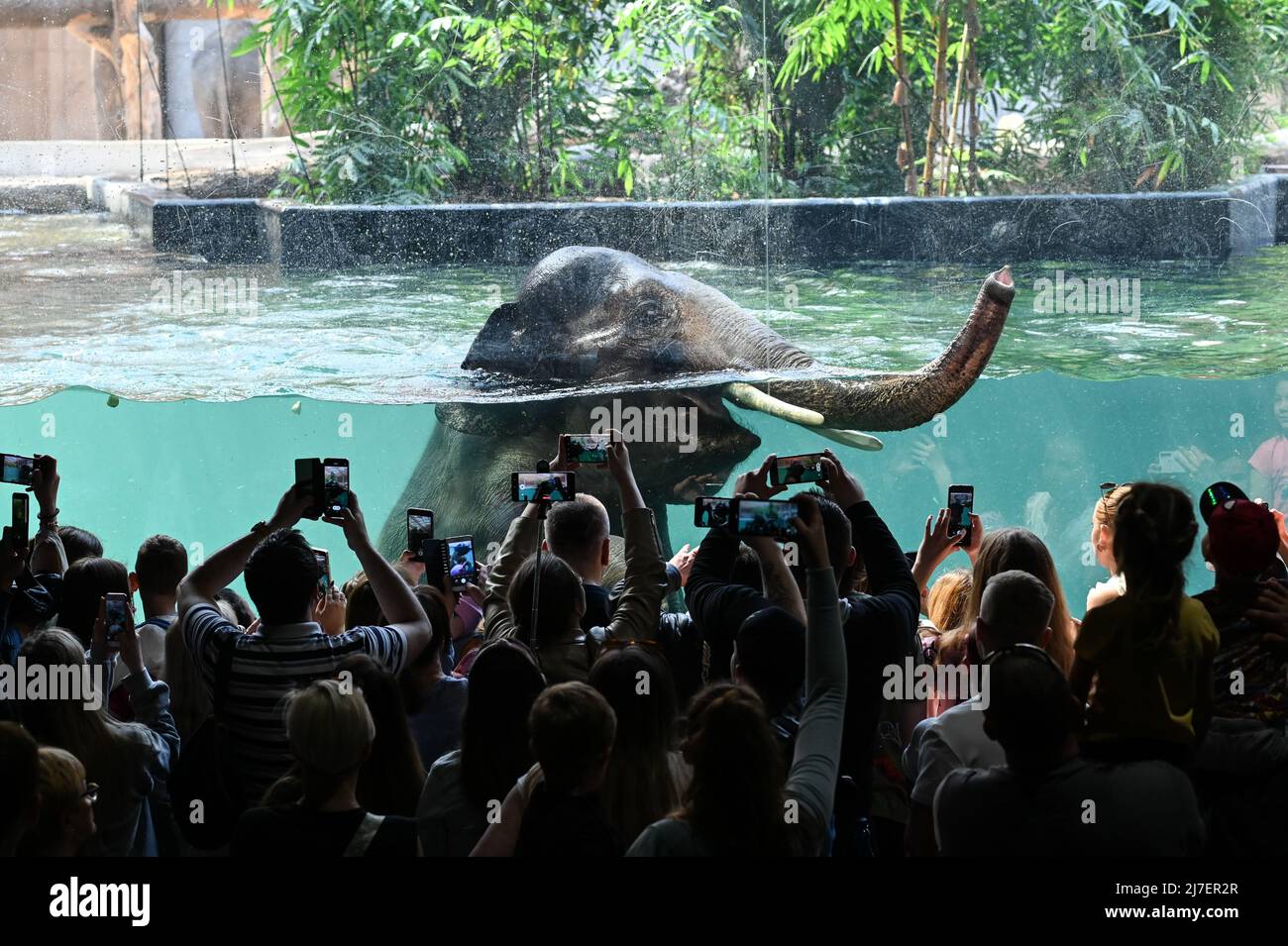 Warsaw, Poland. 5th May, 2022. Elephant Taru swims at the newly-built ...