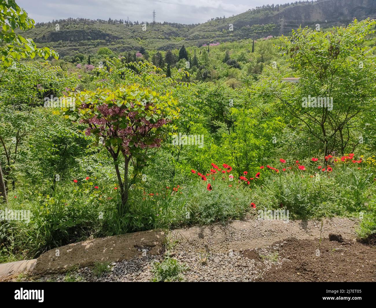Tbilisi nature ecological botanic garden - park for green flora Stock ...