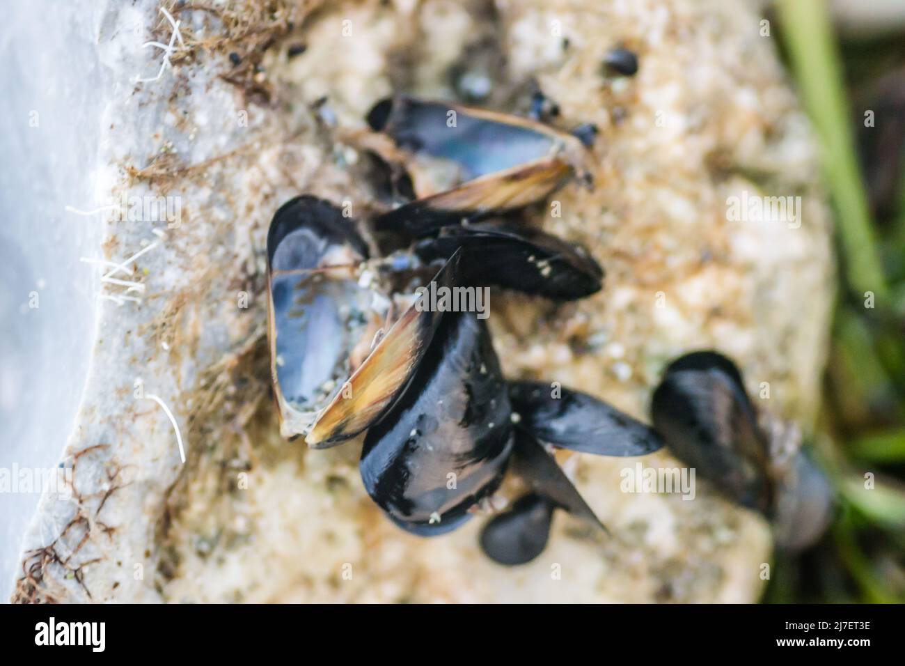 Sea shells glued to the rocks of the Leoptokary coast. Stone on the ...
