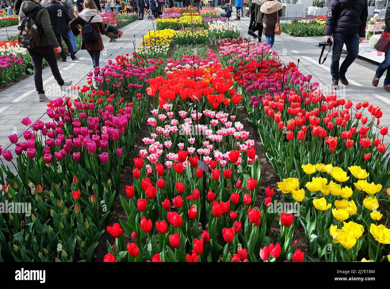 Atmosphere at 'KEUKENHOF' (Garden of Europe), one of the world's ...