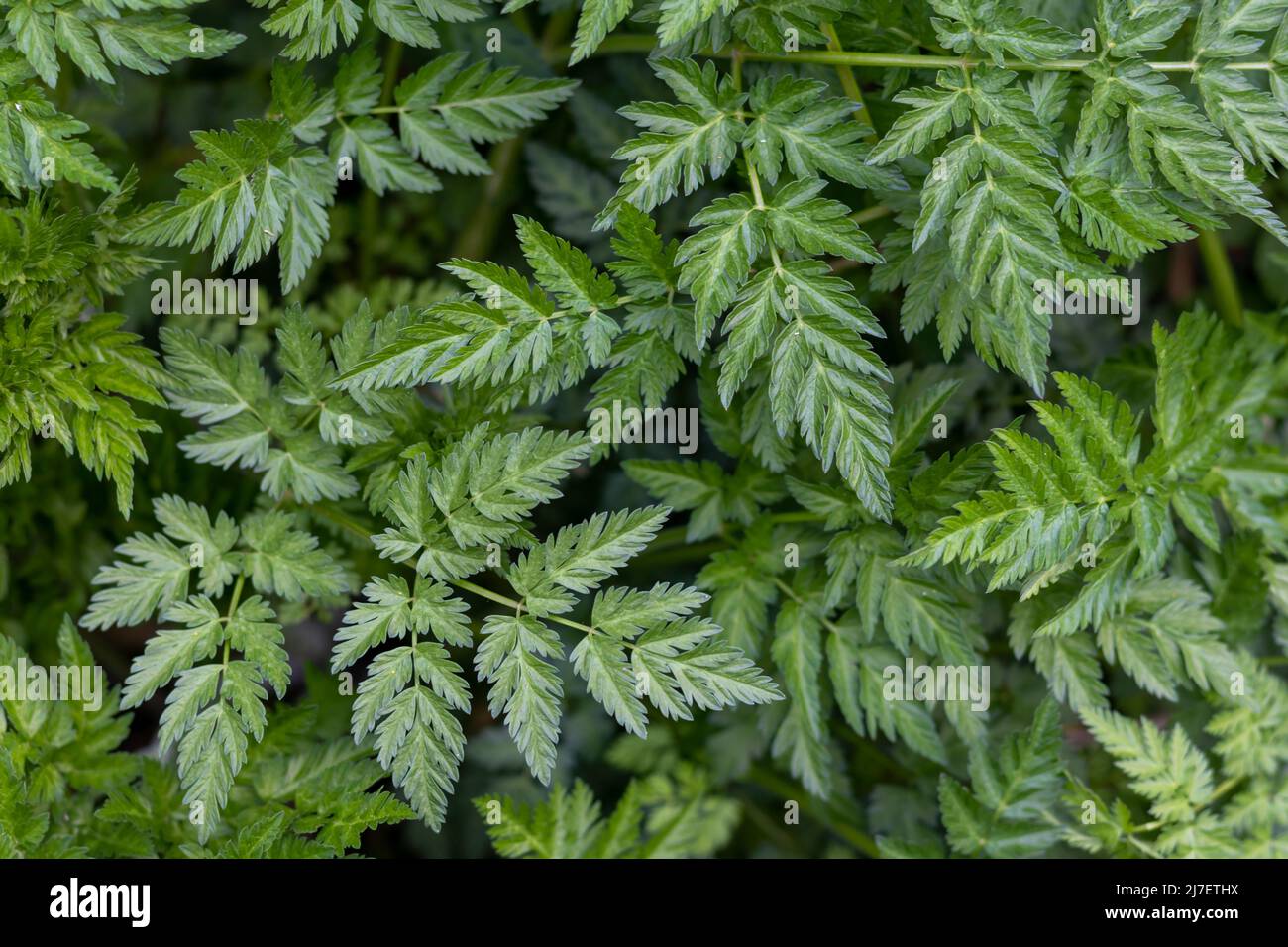 Green leaves pattern background, natural leafy background. Real photo ...