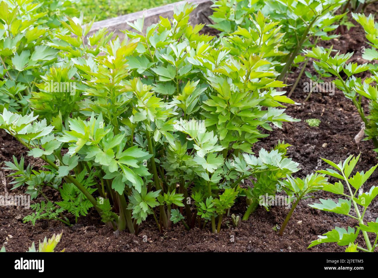 Spices and Herbs, Lovage plant (Levisticum officinale) growing in the ...