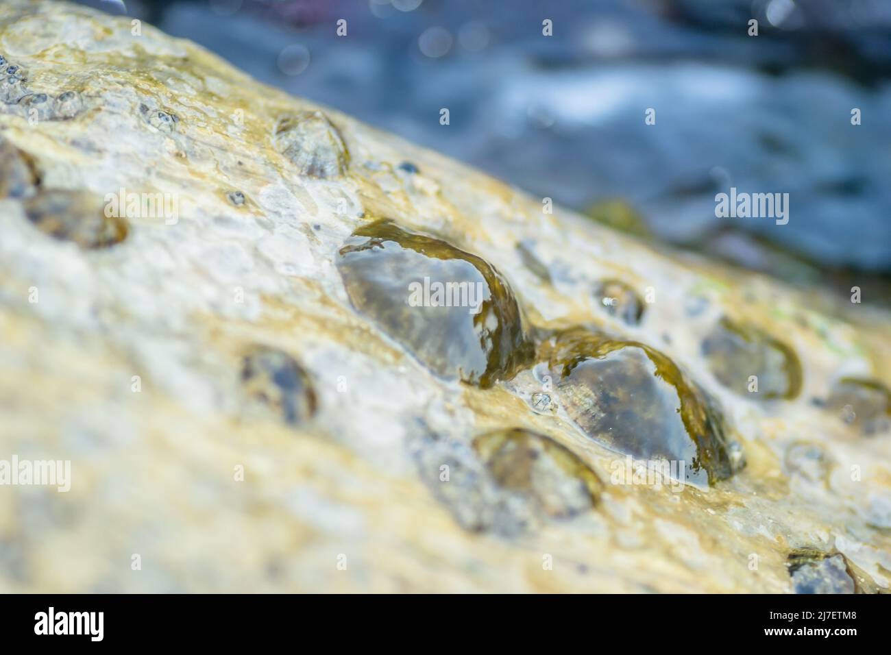 Sea shells glued to the rocks of the Leoptokary coast. Stone on the ...