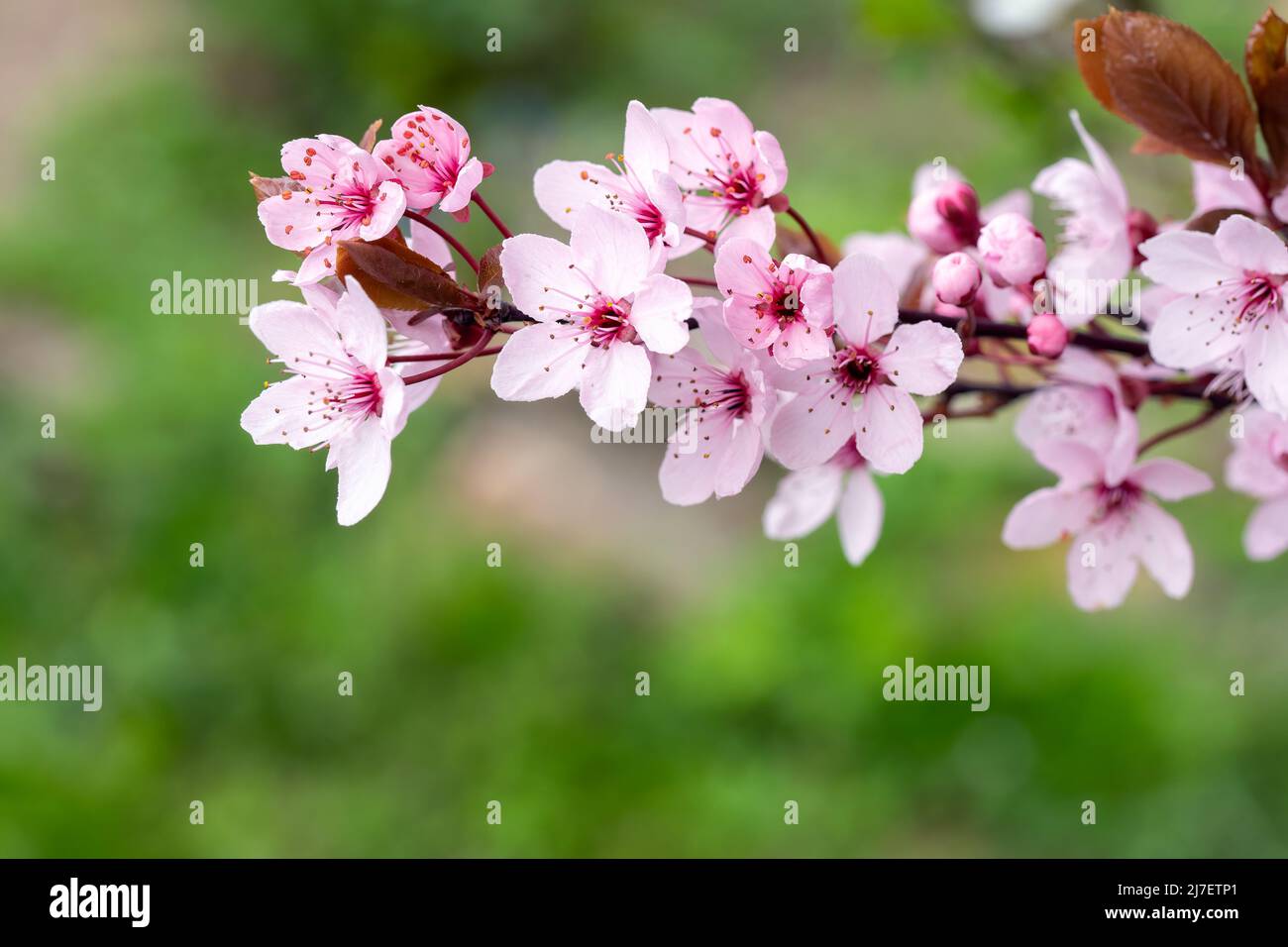 Cherry blossom branch hi-res stock photography and images - Alamy