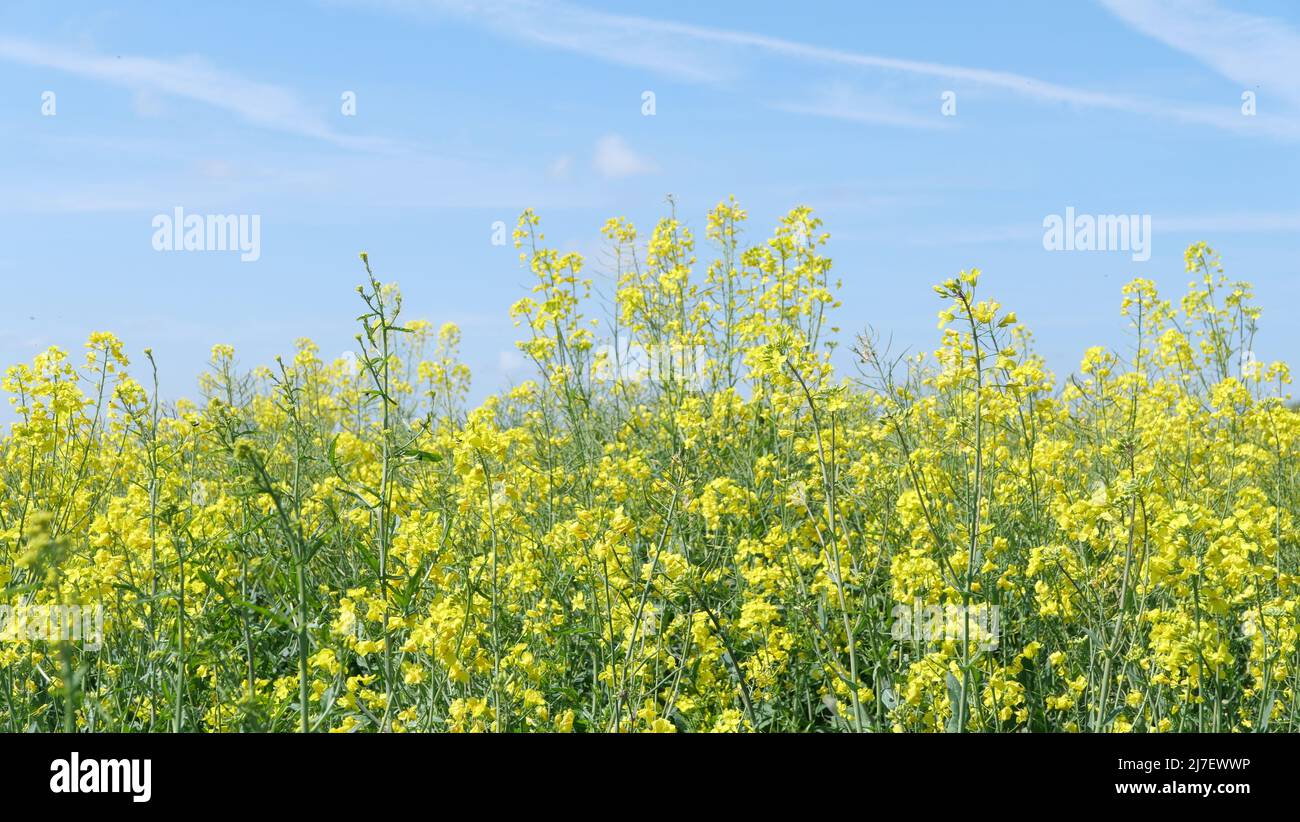Oilseed rape crop background with flowers below pale blue sky Stock ...