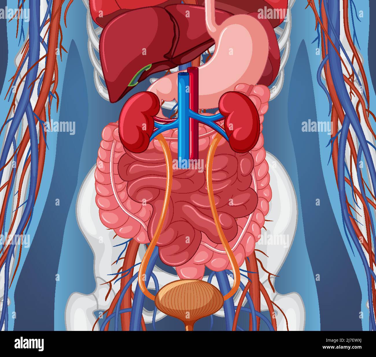 X Ray Of Human Body With Internal Organs Illustration Stock Vector Image And Art Alamy