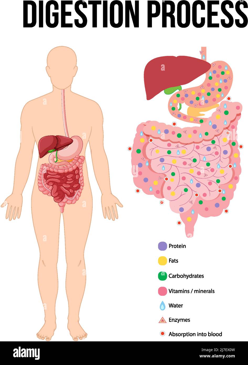 Diagram showing digestion process illustration Stock Vector Image & Art - Alamy