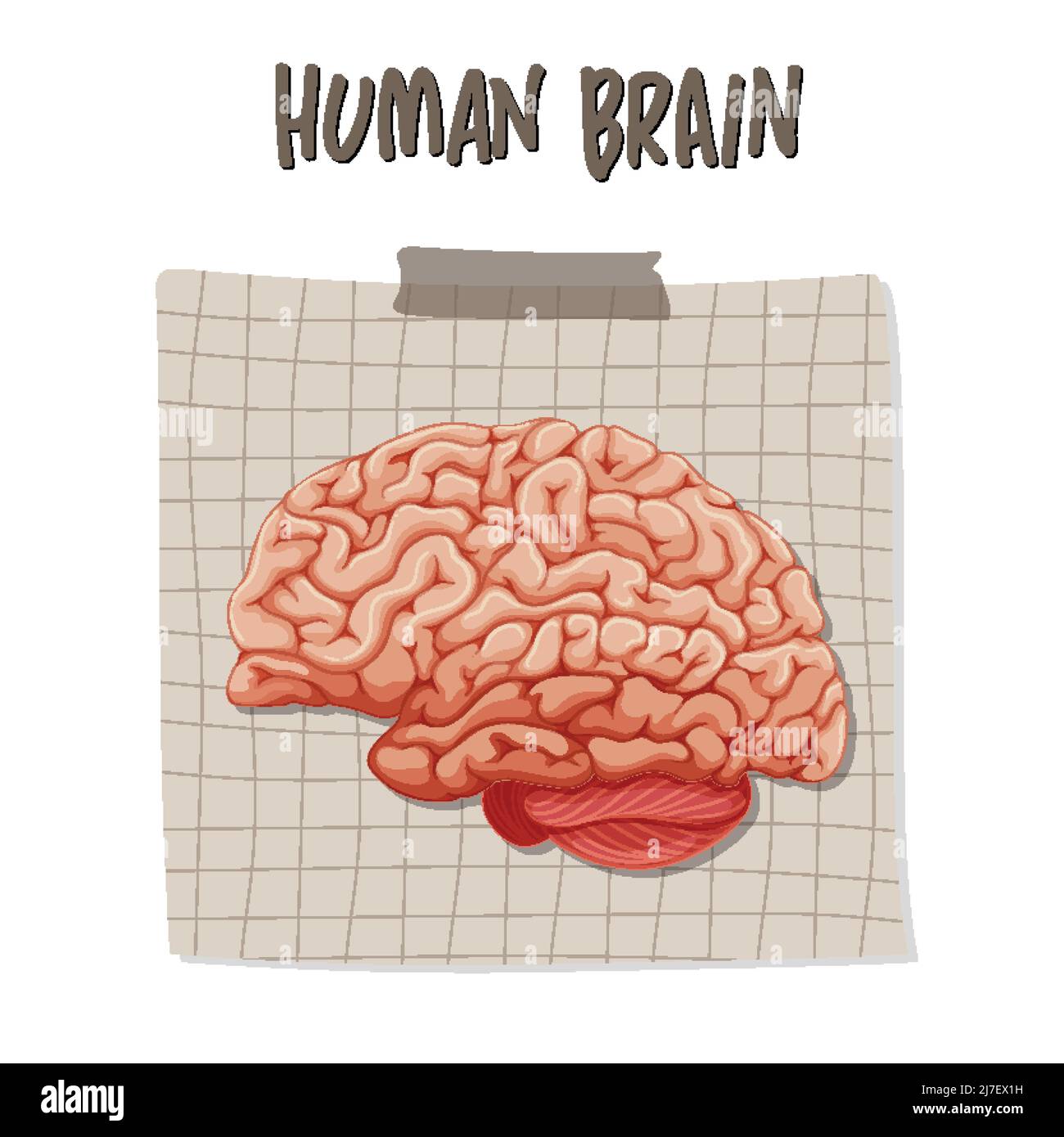 Human internal organ with brain illustration Stock Vector Image & Art ...