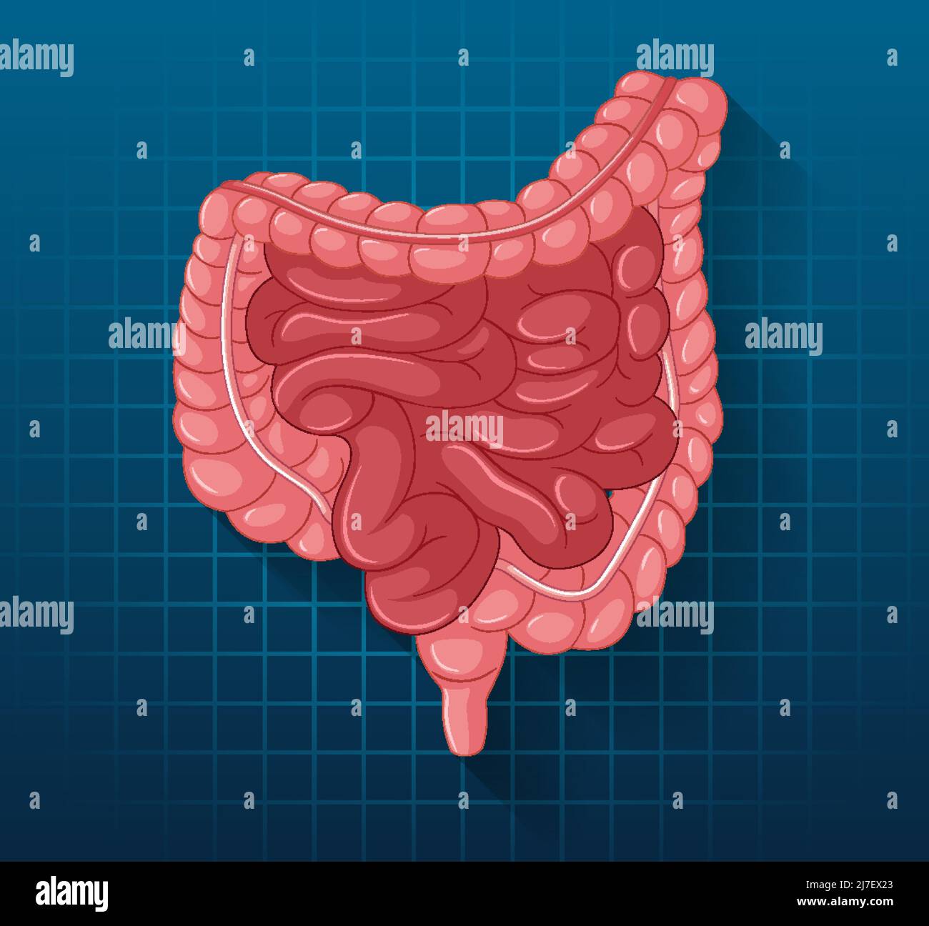 Absorption organ Stock Vector Images - Alamy