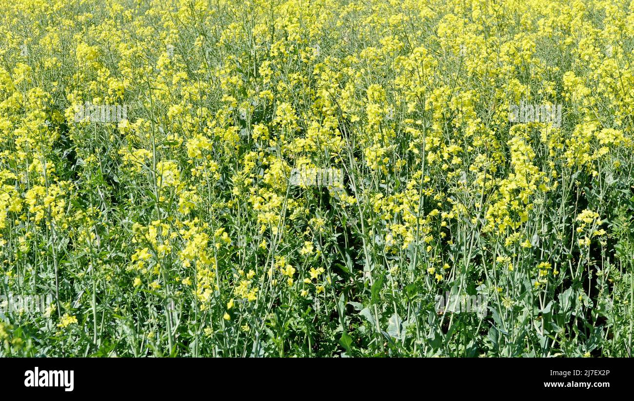 Full frame oilseed rape crop background of yellow flowers and green ...