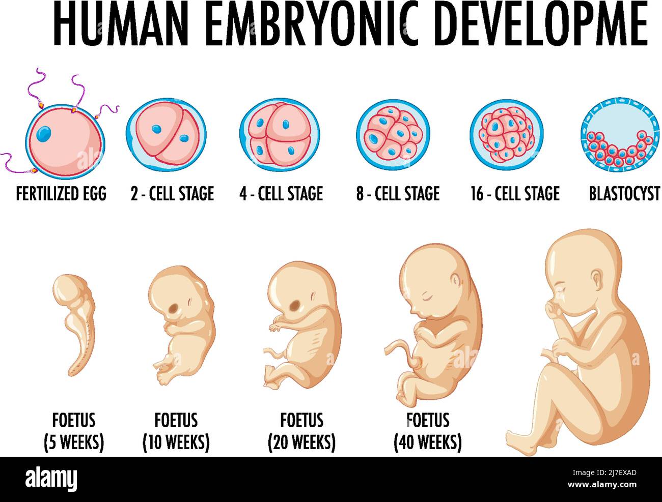 Human embryonic development in human infographic illustration Stock ...