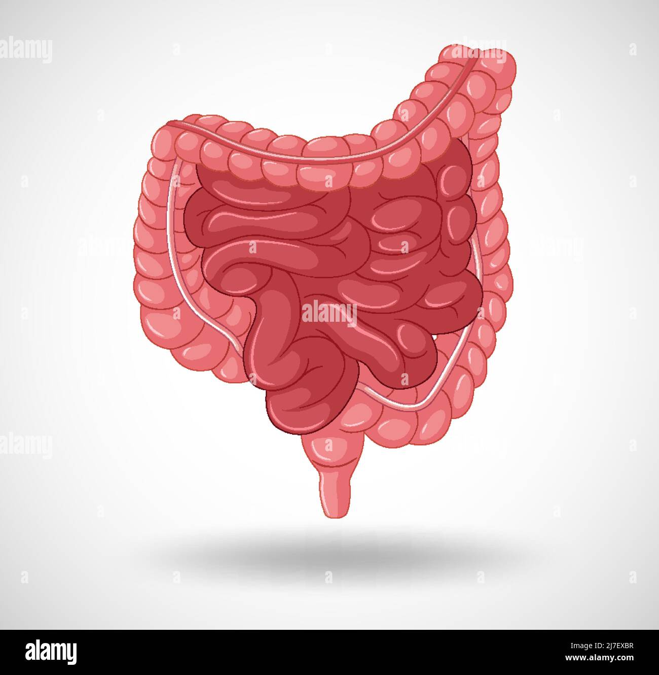 Human internal organ with intestine illustration Stock Vector Image ...