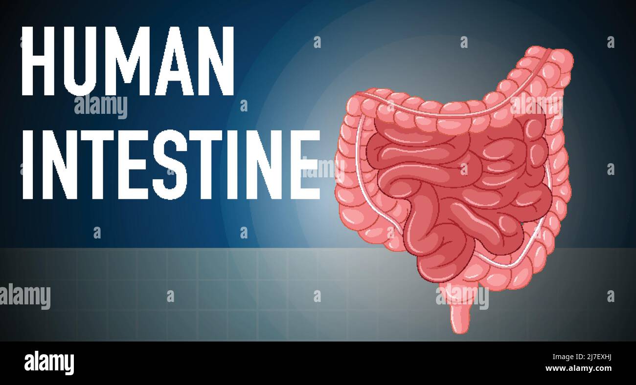 Human internal organ with intestine illustration Stock Vector Image ...