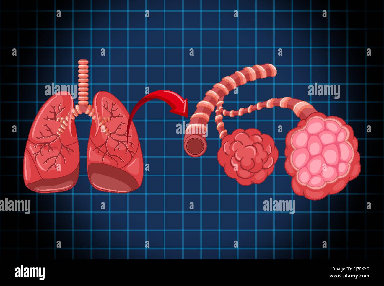 Artistic lungs Stock Vector Images - Alamy