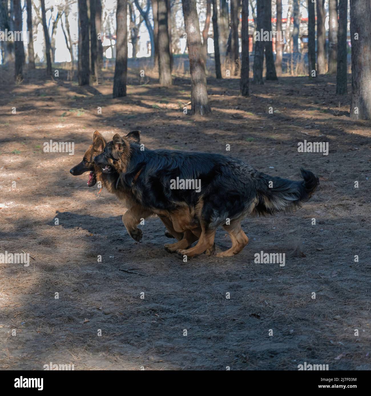 Two young dogs frolic in a pine forest. A male and a female German ...