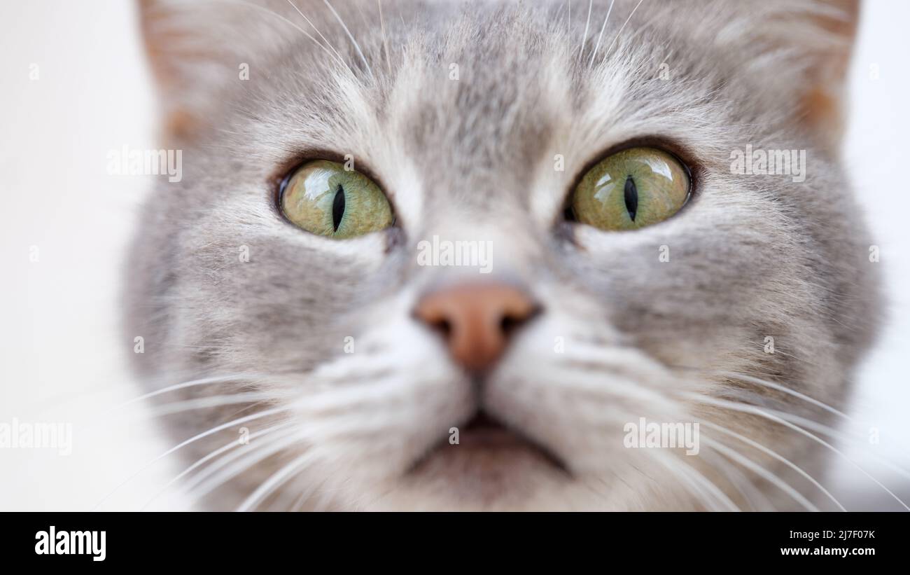 Beautiful muzzle of cat with green eyes closeup Stock Photo - Alamy