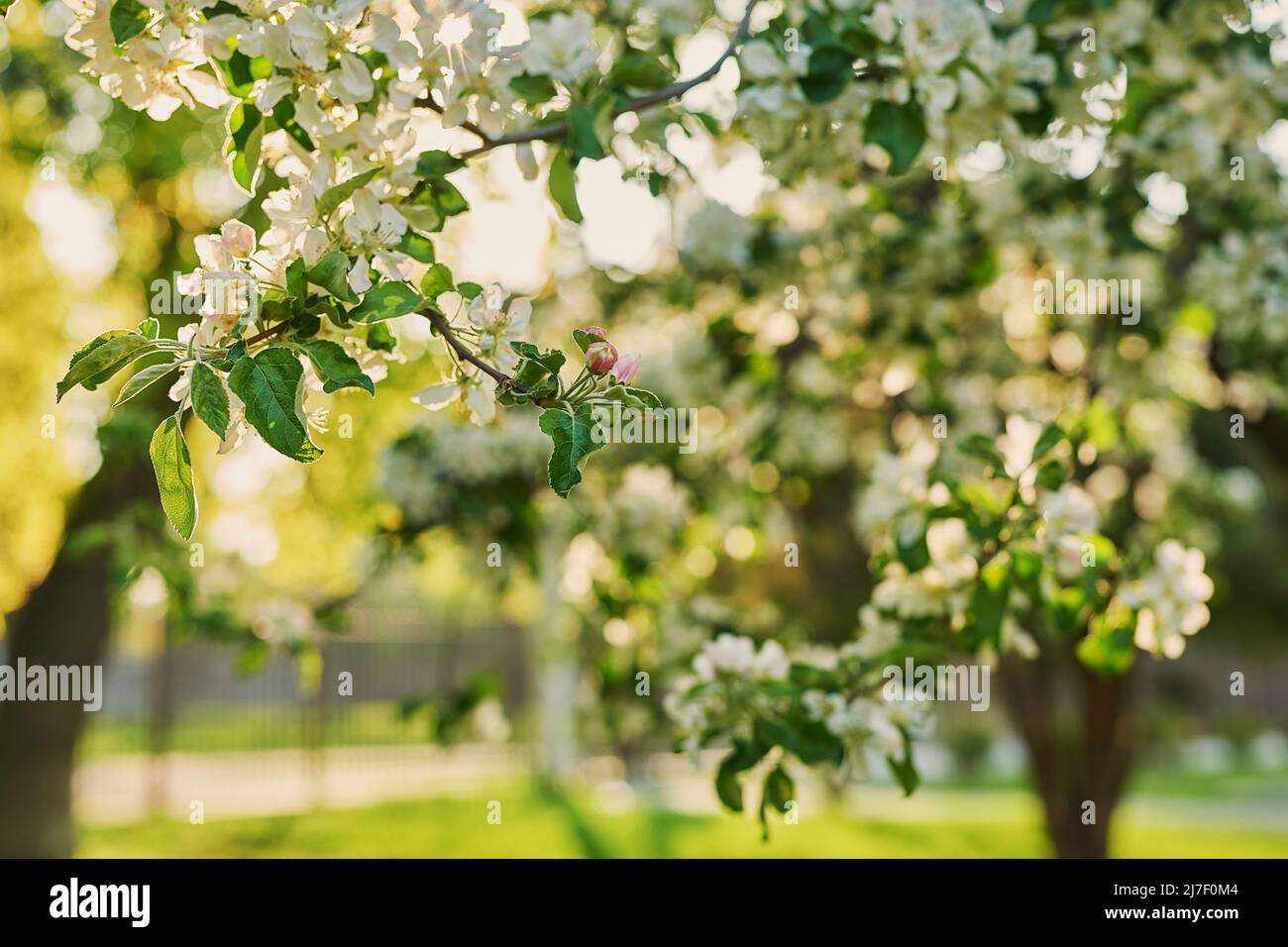 Blooming apple tree background. Spring flowers Stock Photo - Alamy