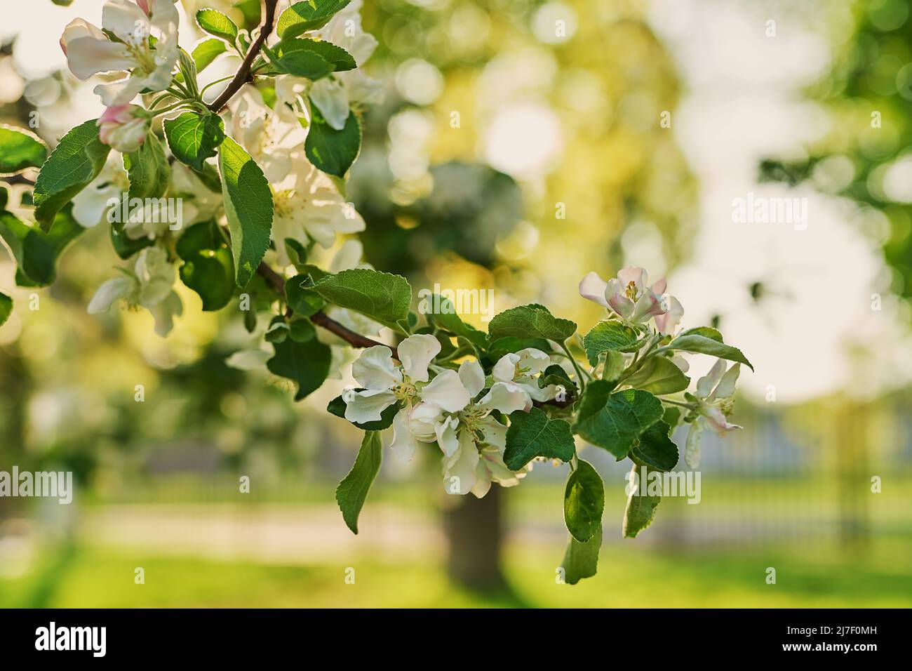 Blooming apple tree background. Spring flowers Stock Photo - Alamy