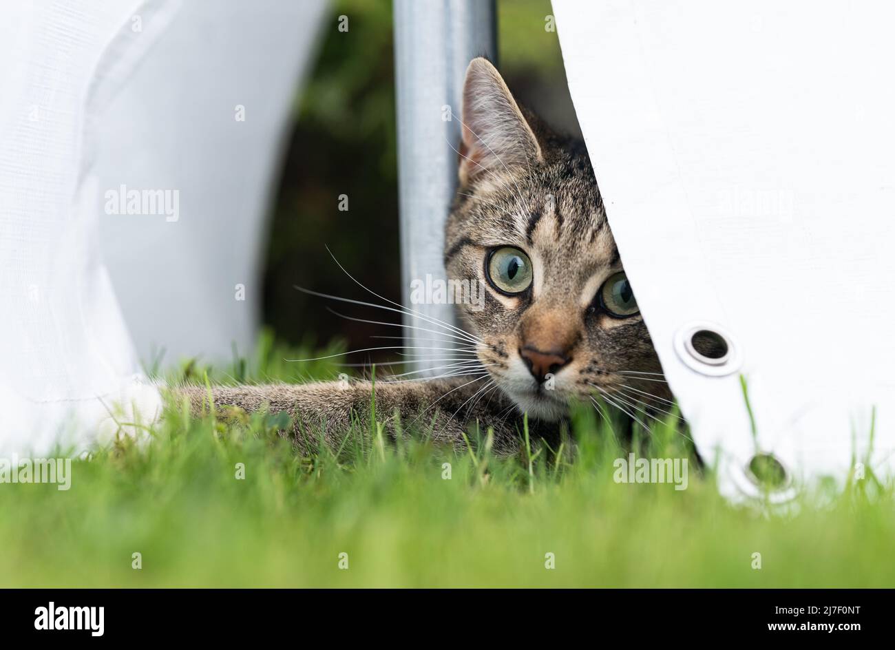 08 May 2022, Baden-Wuerttemberg, Rottweil: A cat runs around in a ...