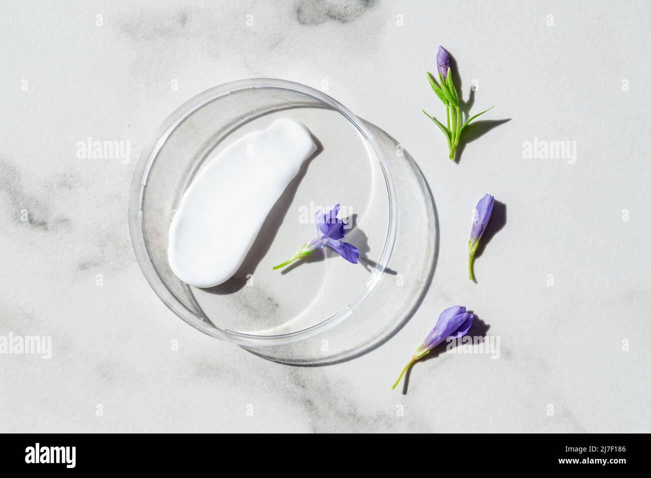 White cosmetic face cream texture in petri dish. Lotion smear on marble ...